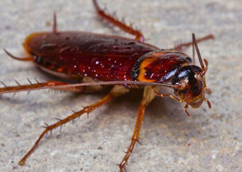 Cockroach - Metro King Pest Control